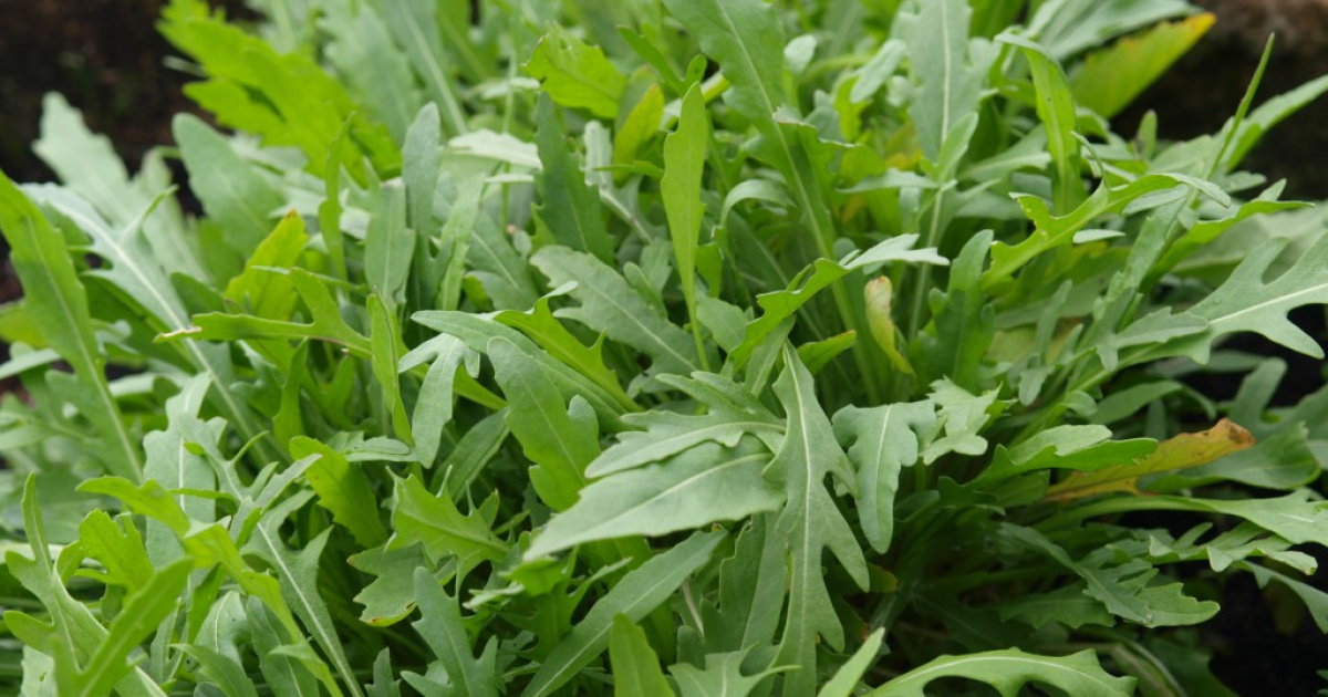 Рукола – природний енергетик та джерело потрібних для організму речовин ...
