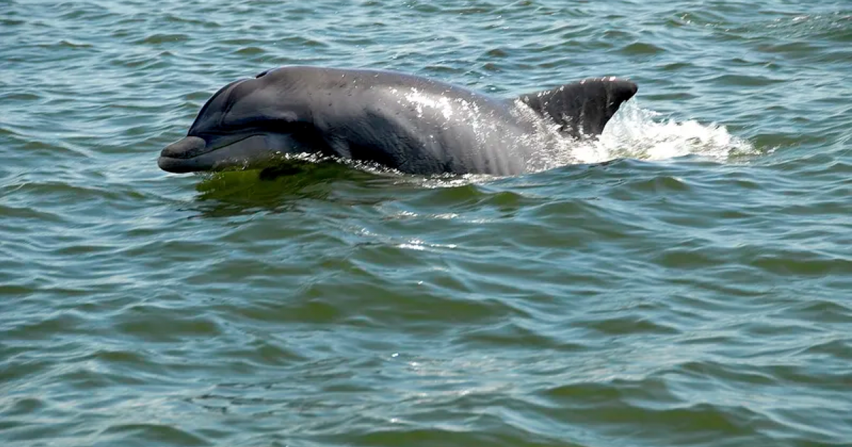 Війна знищила до 50 тисяч дельфінів у Чорному морі | GreenPost