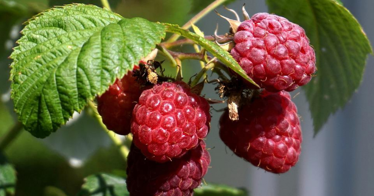 Как правильно обрезать кусты малины в конце ноября для обильного урожая ...