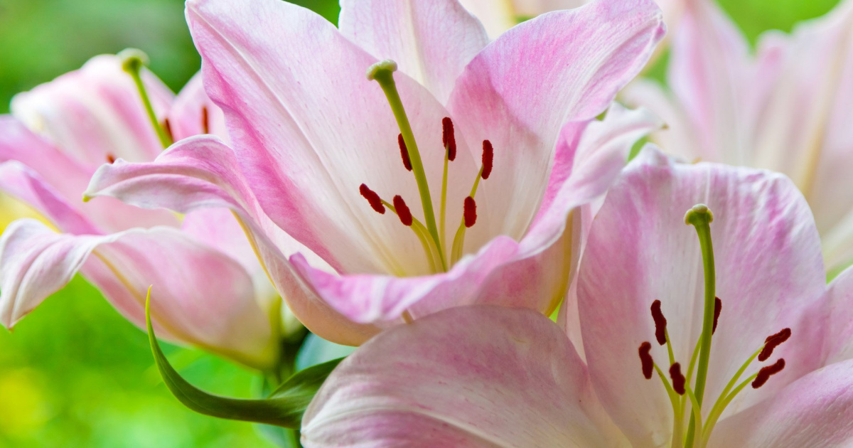 Щоб лілії у вашому саду цвіли рясно, слід знати кілька секретів | GreenPost