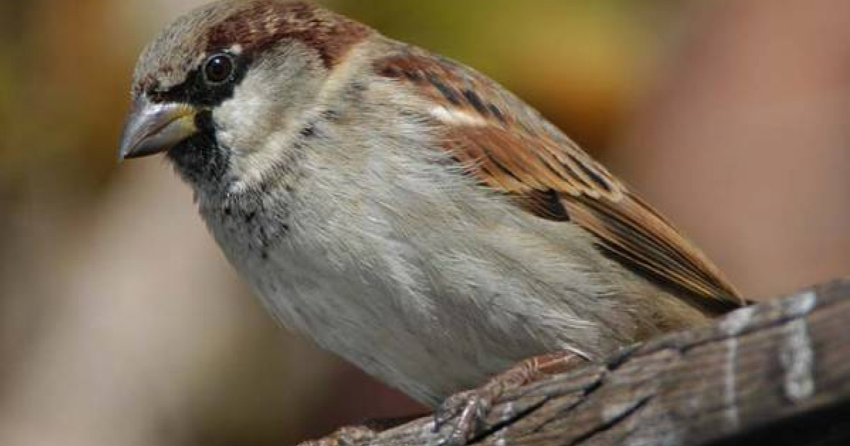 20 березня — Всесвітній день горобця: чому зникнення цих птахів небезпечне | GreenPost