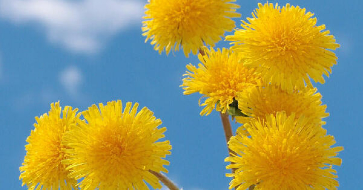 Мед із кульбаби: як приготувати мед із кульбаби в домашніх умовах ...