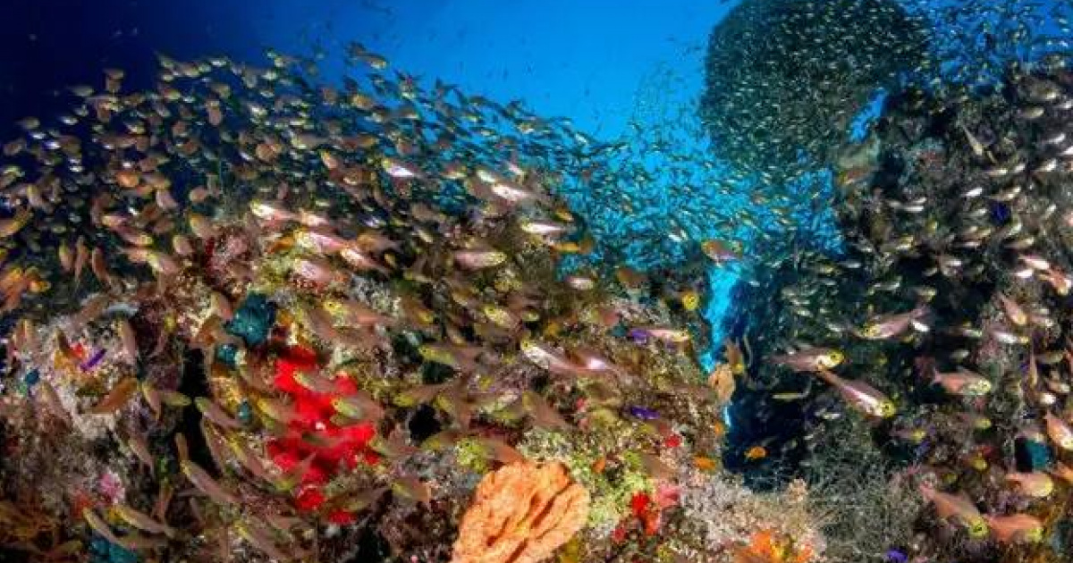 ШІ почали застосовувати для оцінки рибних запасів | GreenPost