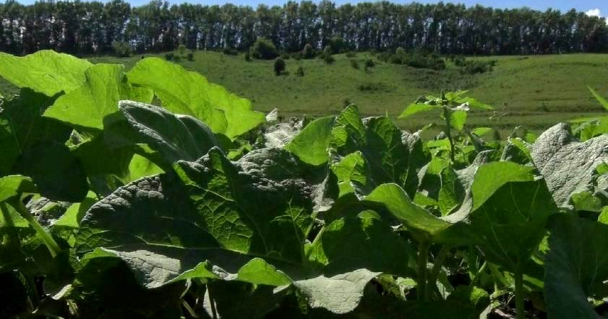 Лопух – від ста недуг: рослина, яка захистить навіть від раку | GreenPost