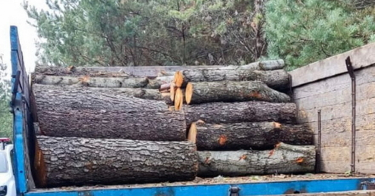 У 2023 році у Львові зрізали в 15 разів більше дерев ніж посадили Greenpost