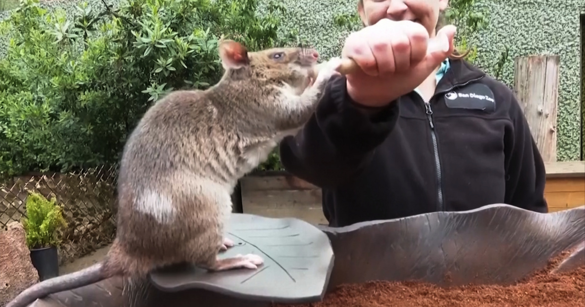 Африканських щурів готують до служби на митниці | GreenPost