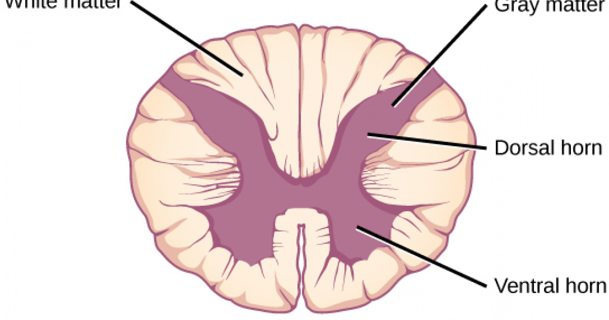Національна конференція з уражень спинного мозку | GreenPost