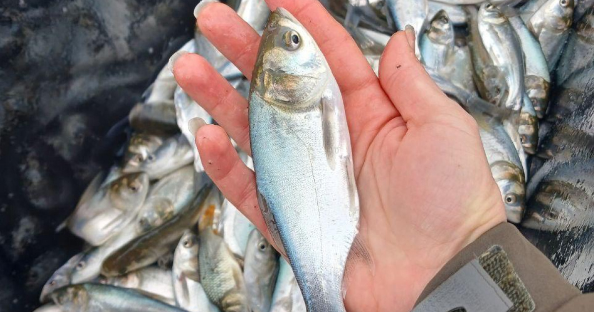 Озеро Сасык зарыблено: более 374 тыс. толстолобов выпущено для восстановления экосистемы | GreenPost